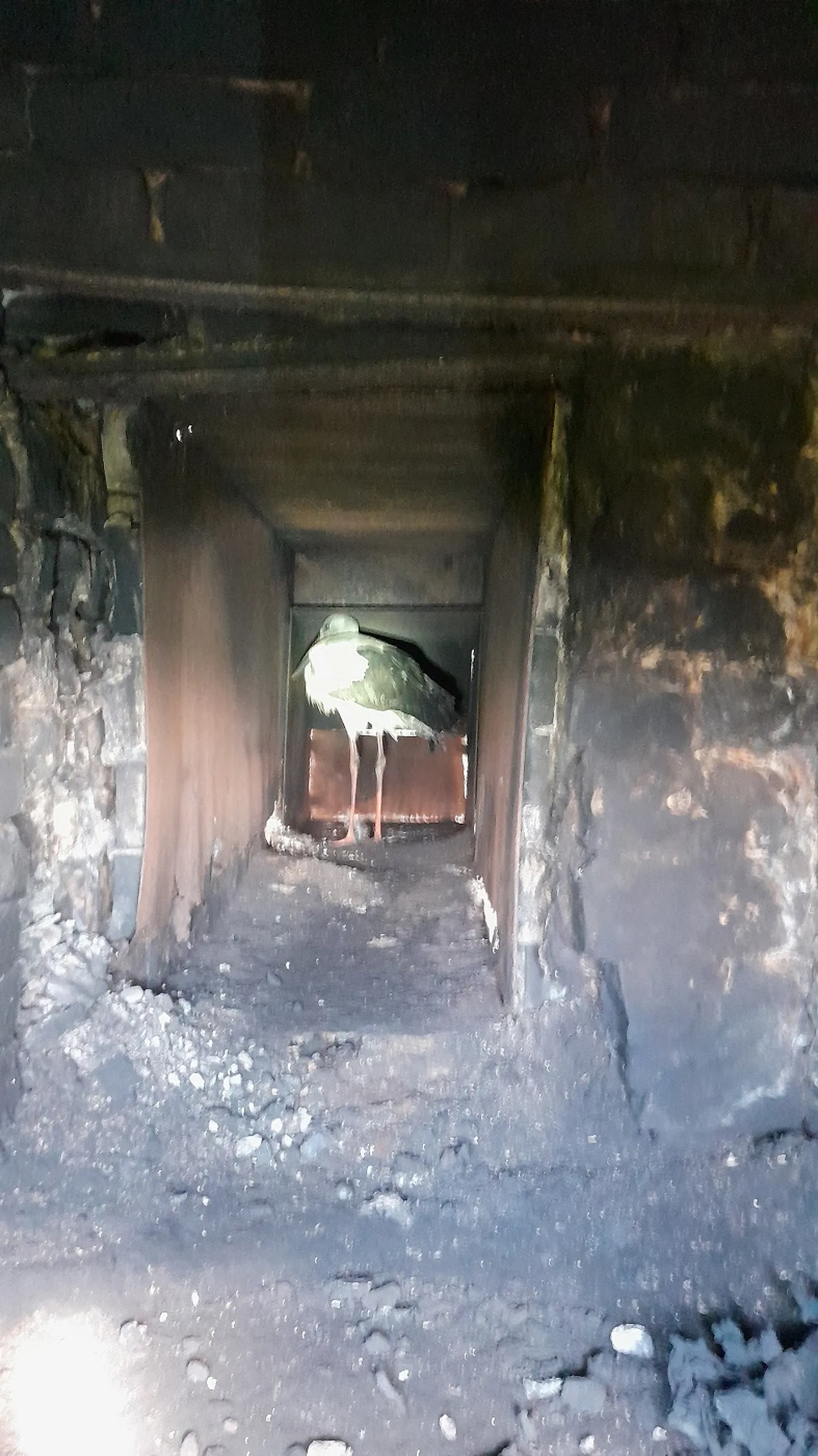 Toonekurg lendas korstnasse