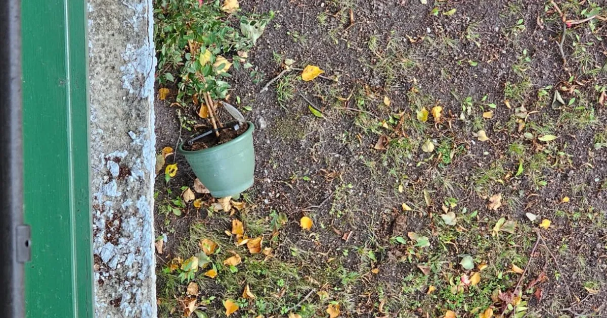 LILLEPOTIDRAAMA Pärnus nädalavahetuse veetnud Kaja Linkmann sai ...