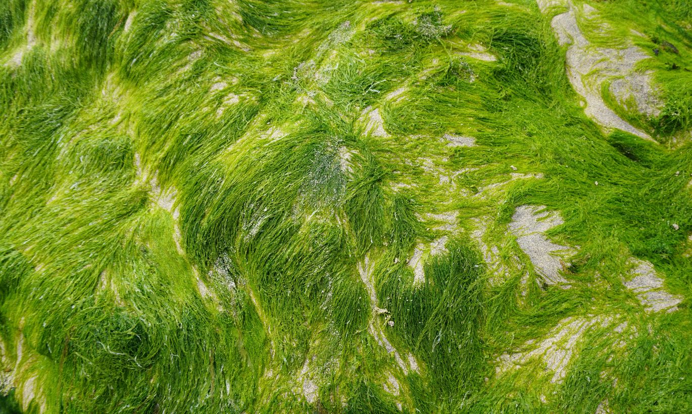 Pirmo reizi vēsturē atklātas aļģes ar trīs atšķirīgiem dzimumiem ...