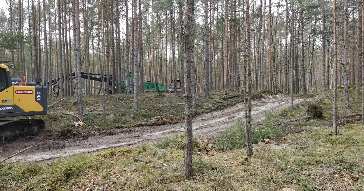 Teho Paulus: metsa kaitseks on tarvis metsavahte