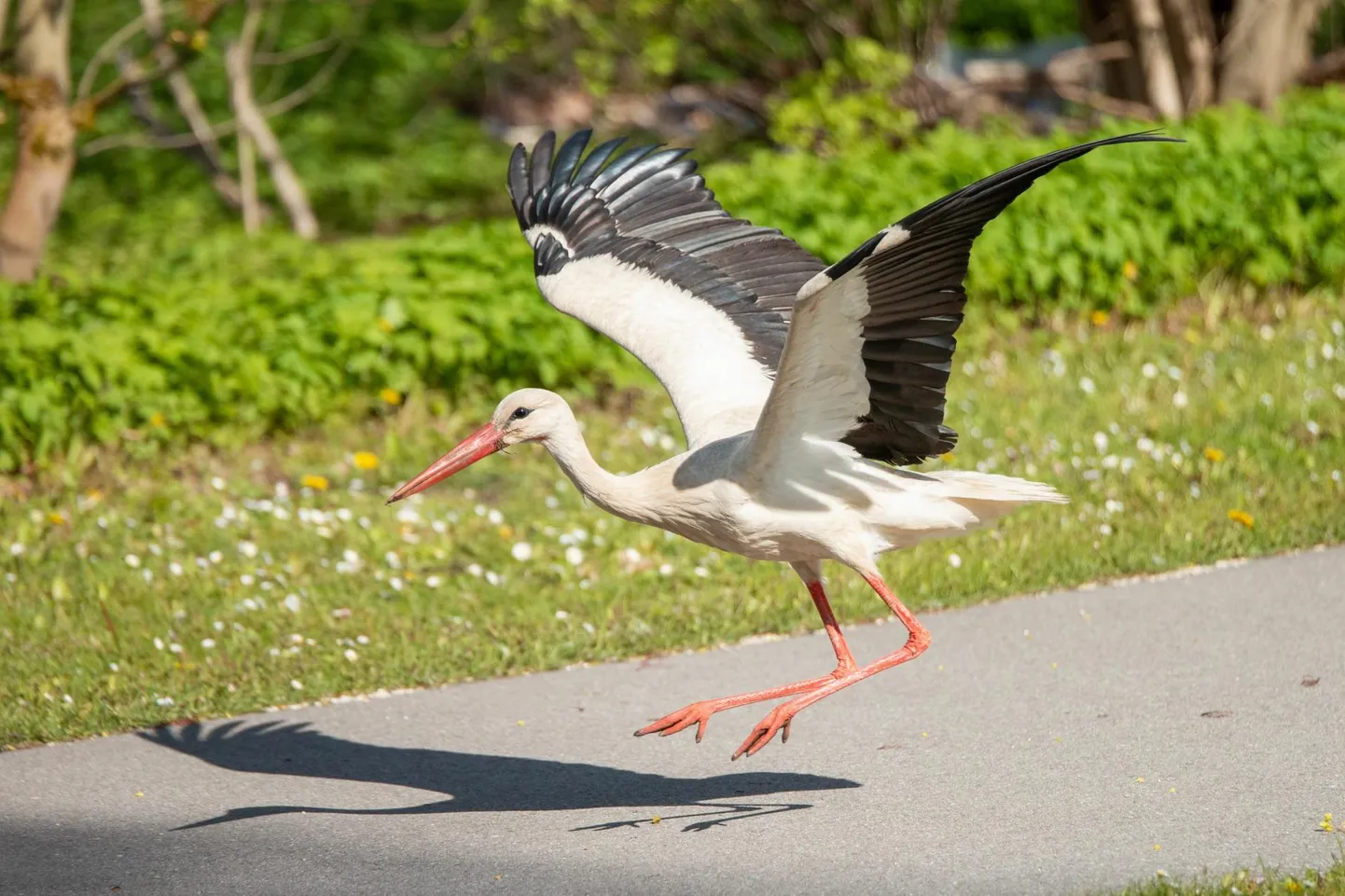 Päästjad käisid aitamas murtud jalaga toonekurge