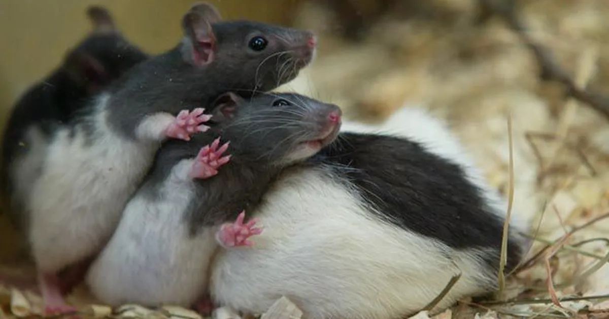 Loodus: Leidlikud rotid valmistavad inimestele peavalu