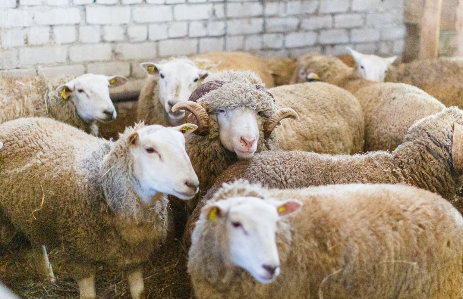 Polnud vett, sööta ega varjualust: amet päästis lambad hooletu kasvataja käest