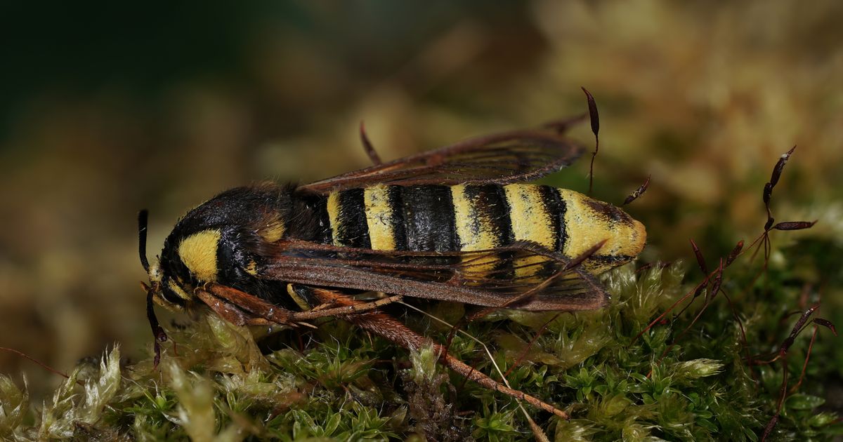 kukaiņi - Apollo.lv