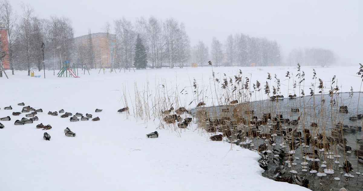 Anne Kanali Uisuring Jääb Linna Ja Motomehest Sahamehe Lahkhelide Tõttu