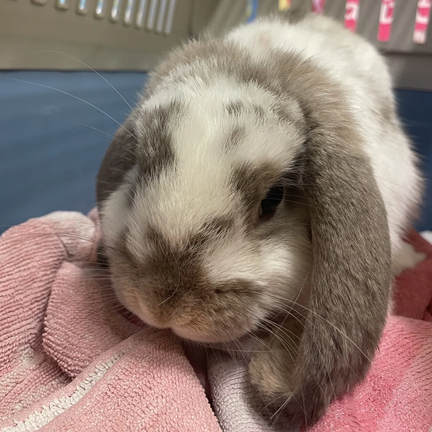 Tallinā atkritumu tvertnē atrasts burvīgs trusis