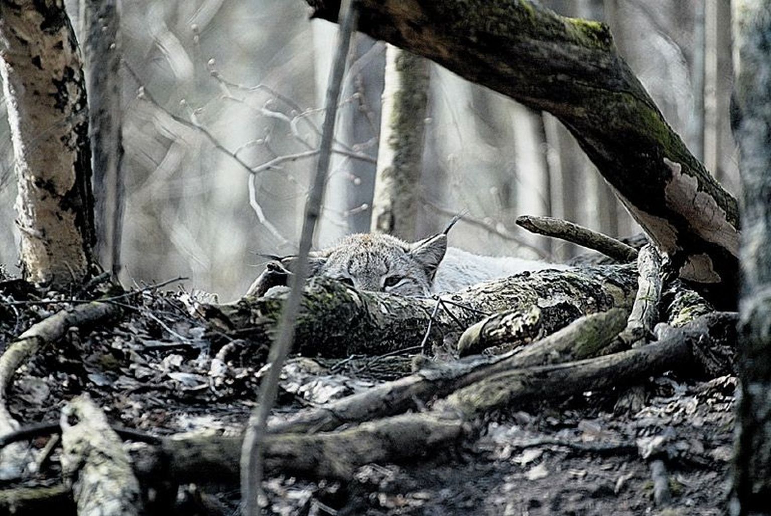 RMK võtab Elistvere loomapargi oma tiiva alla