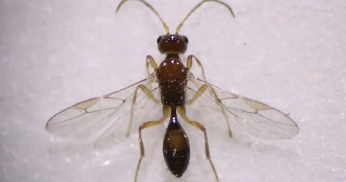 VAATA VIDEOT See äsja avastatud herilane teeb midagi seninägematut