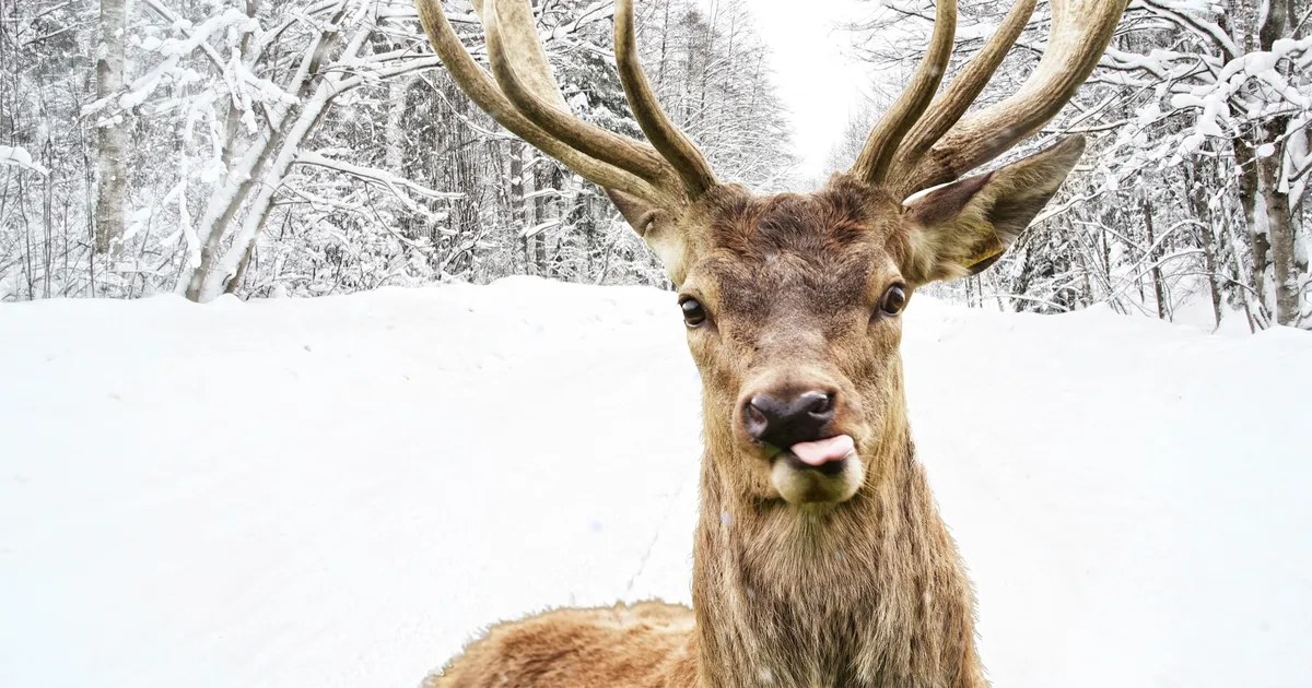 VAATA OTSE Ühe sarvega hirv ja teised põnevad leiud: Saaremaa ...