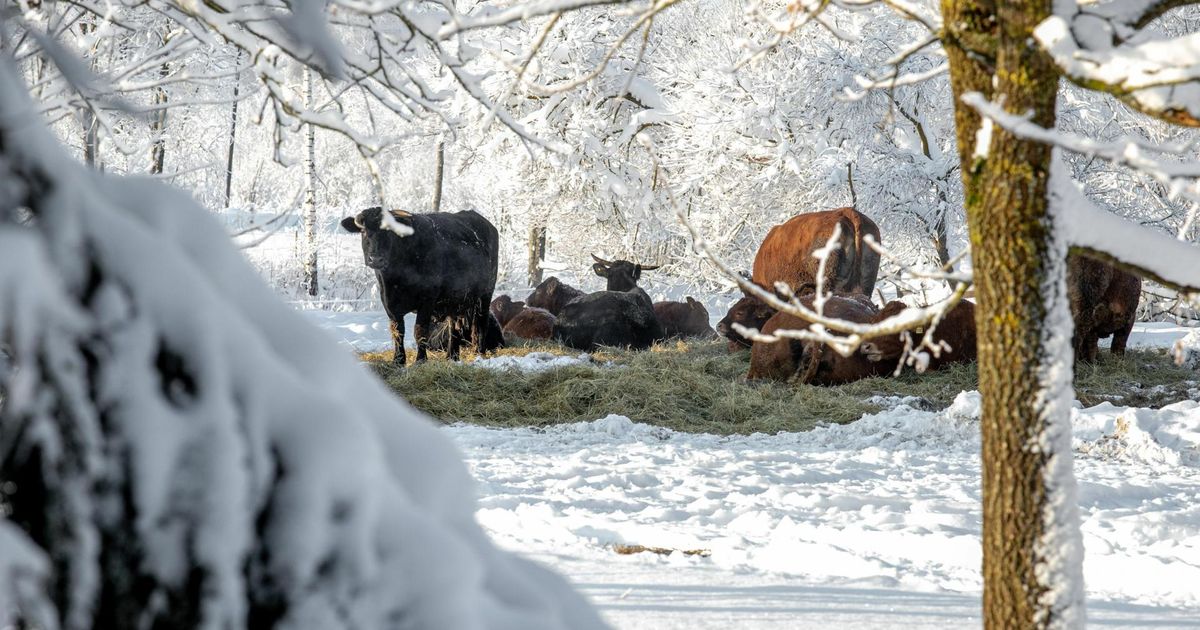 Talvine loodus pakub lummavat vaatepilti