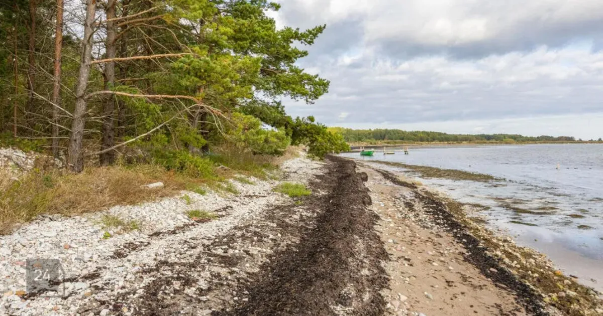 Ulmeliseks peetud Mõntu elurajooni plaan ärkas varjusurmast