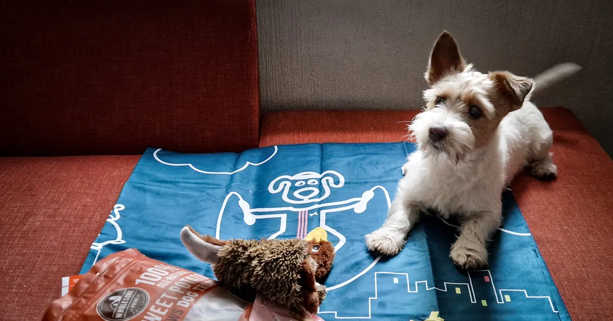 Heatahtlik ja natuke krutskitega: Jack Russelli terjer Nöbi võlus ...