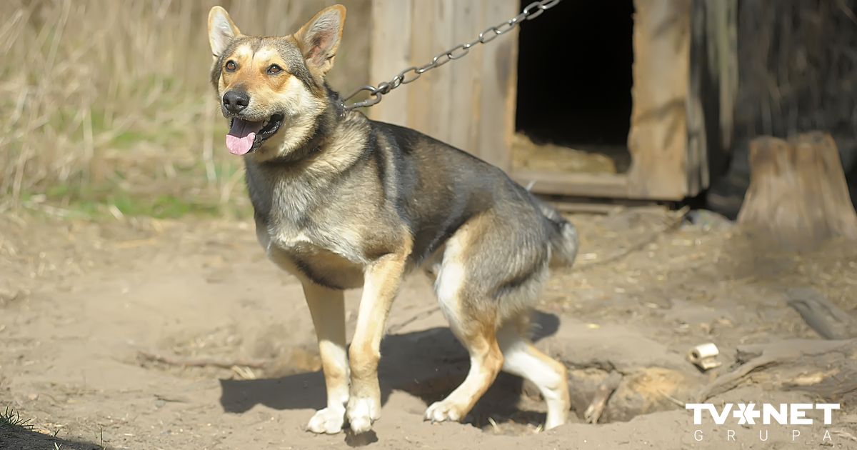 Saeima atbalsta ierobežot iespējas suni turēt piesietu
