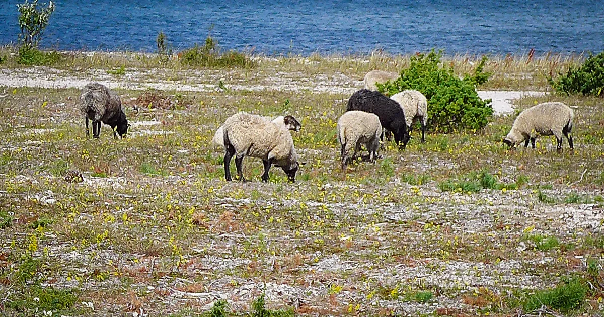 Saaremaal varastati 12 utte