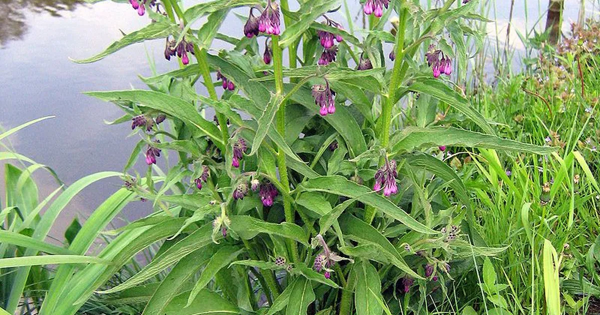 Taim- ja loodusravi liigeseprobleemide korral