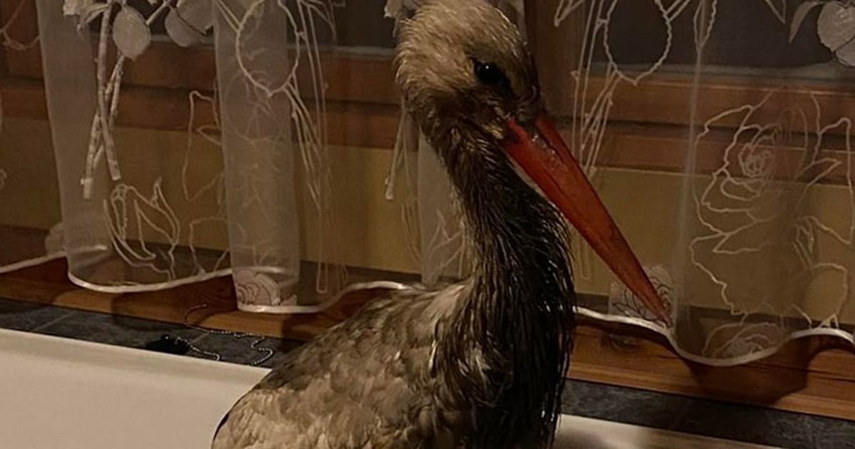 Rakvere prügila valge-toonekurg talvitub nüüd Paides