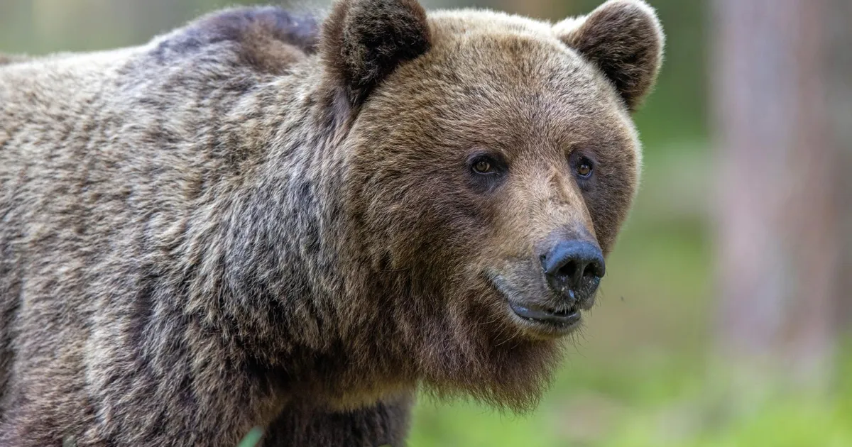 Politsei päästis mehe kahe karu käest