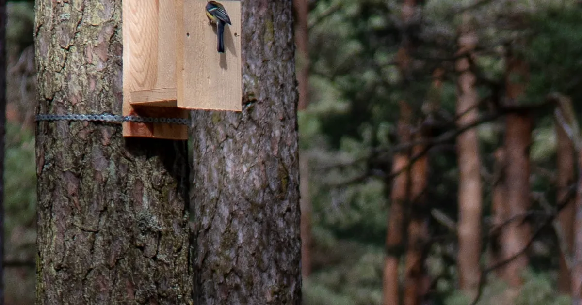 FOTOD Tihased võtsid tänavused pesakastid kiiresti omaks