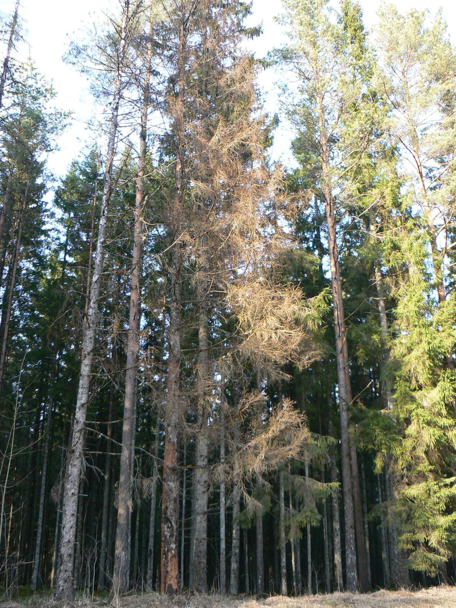 Kuuse-kooreürask teeb metsaomaniku murelikuks