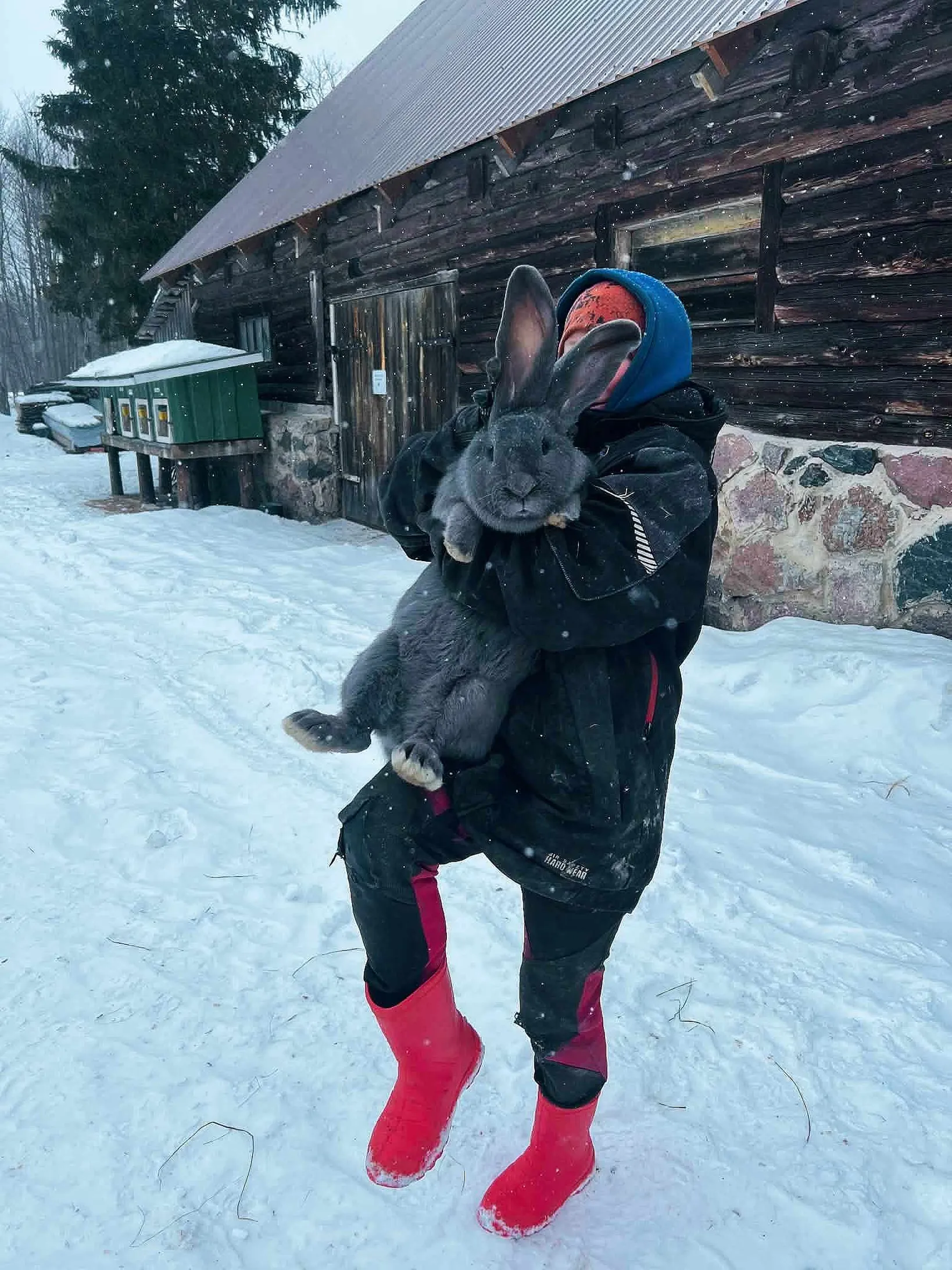 FOTOD Hiiglaslik küülikubeebi rabab oma suurusega ja käitub nagu koer ...