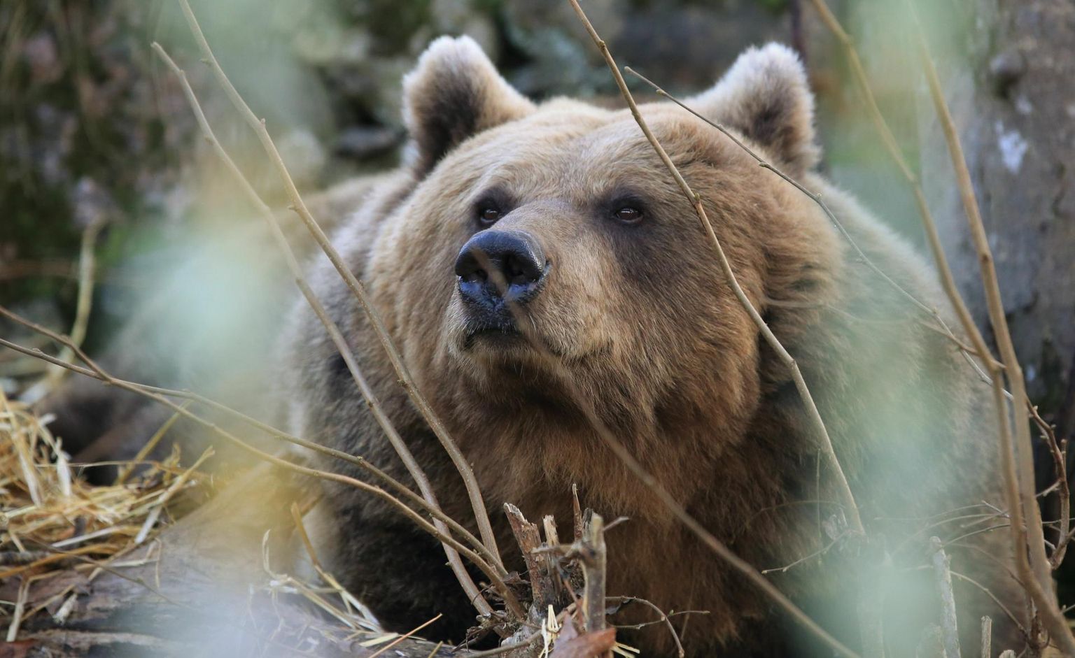 Algab karujaht: paaris maakonnas läheb eriti suureks küttimiseks