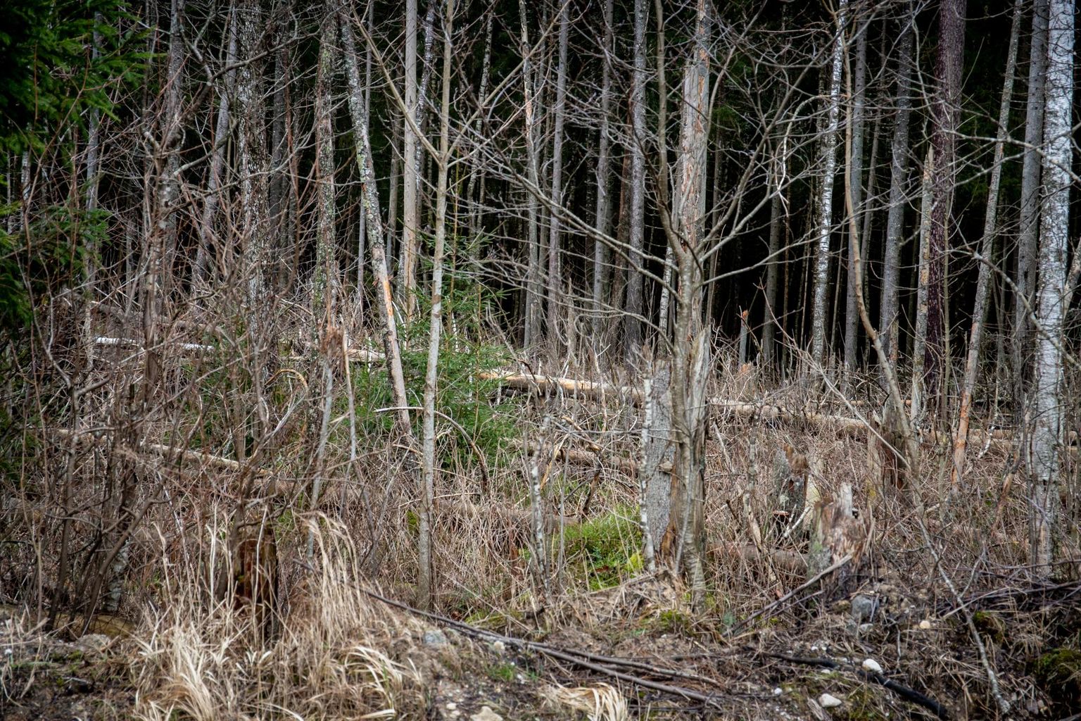 Minister tahab anda metsade majandamiseks 100 aasta vaate