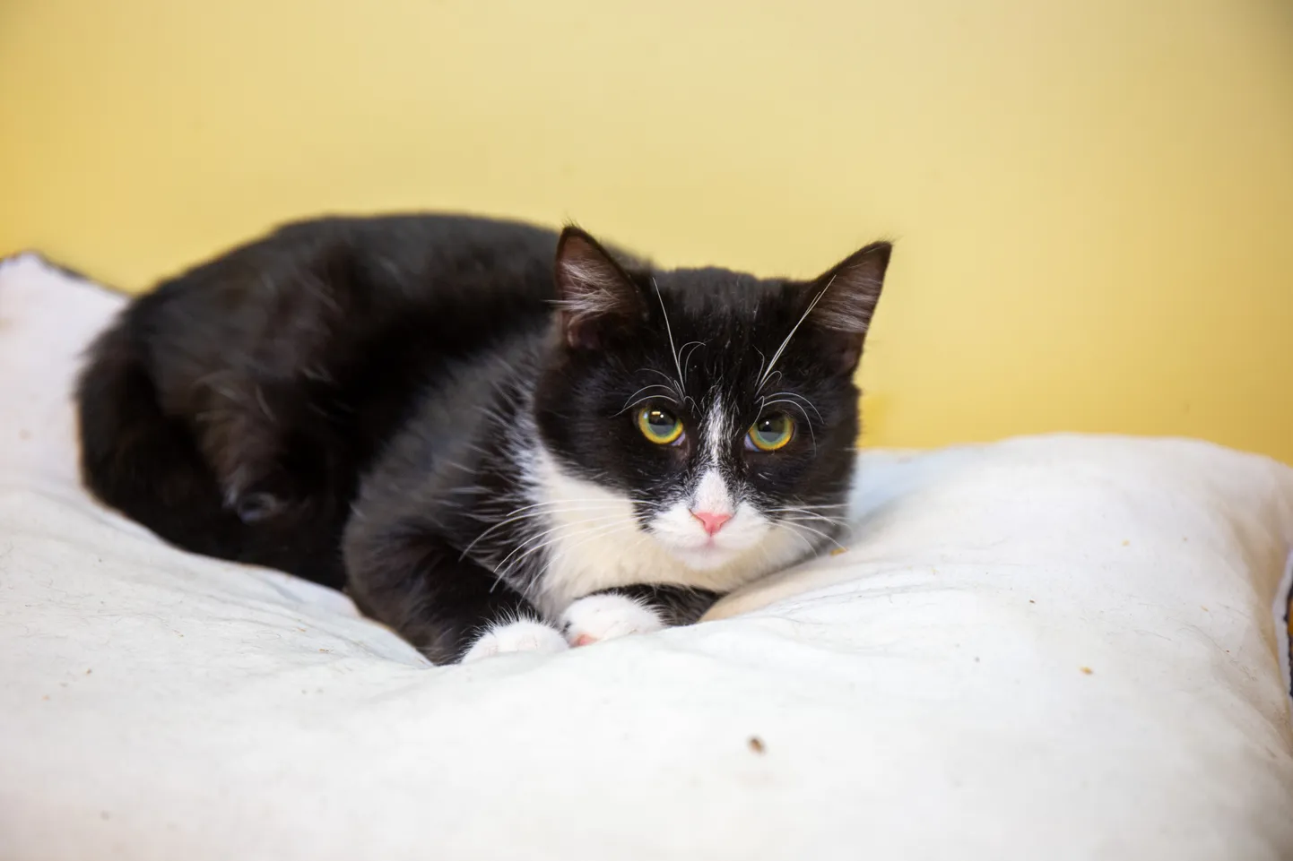 NURRUMOOTORITE HIRM Läti politsei otsib Daugavpilsis taga kasside ...