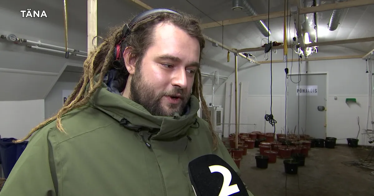 Reporter: Martti Randma kanepikasvatus pandi kinni! Mis valesti läks ...