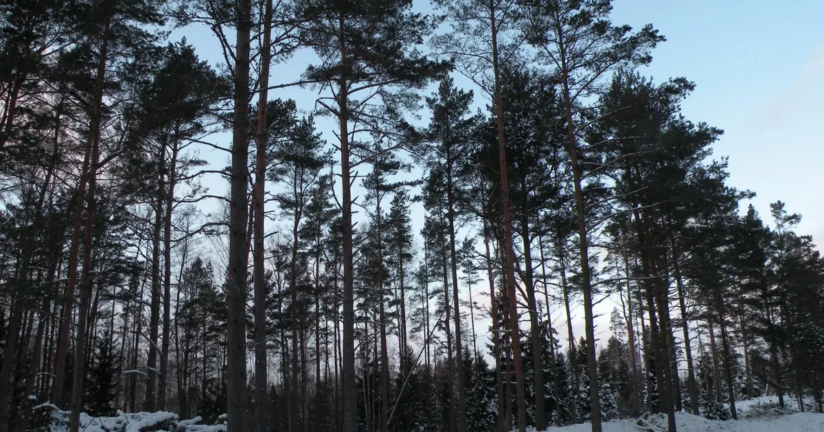 KESKKOND Andres Sepp: lageraiemajandus või püsimetsandus?