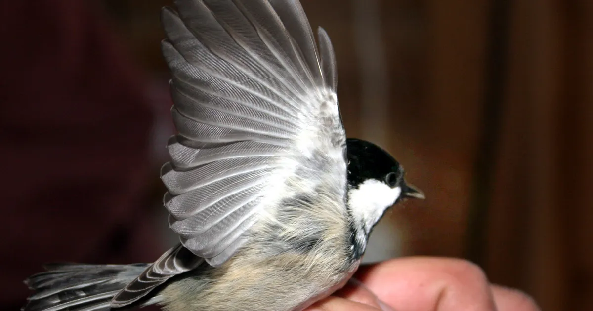 Musttihane väärib tähelepanemist