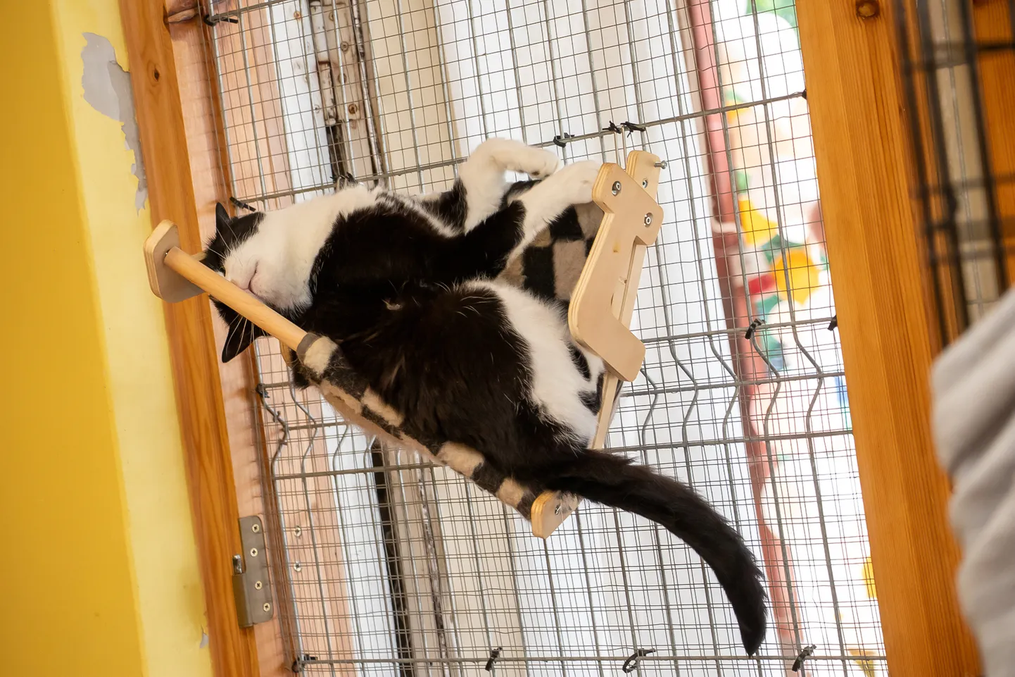 PAF toetas ka sel aastal Saaremaa Lemmikloomade Turvakodu