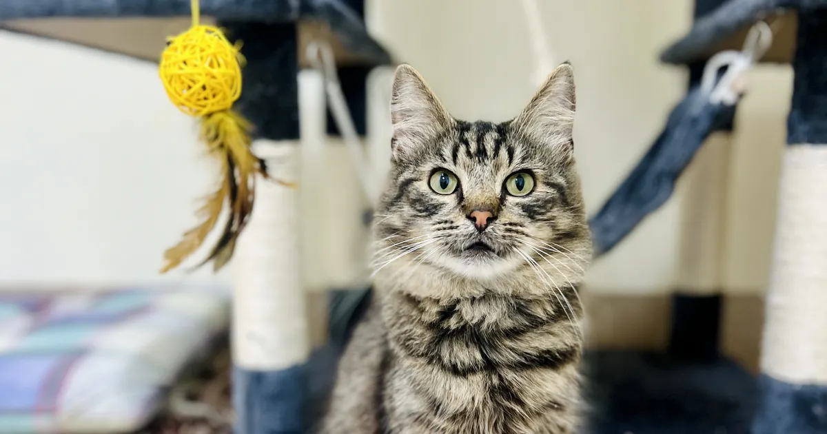 PAKU KODUSOOJA Ruudi – triibuline kassipoiss!