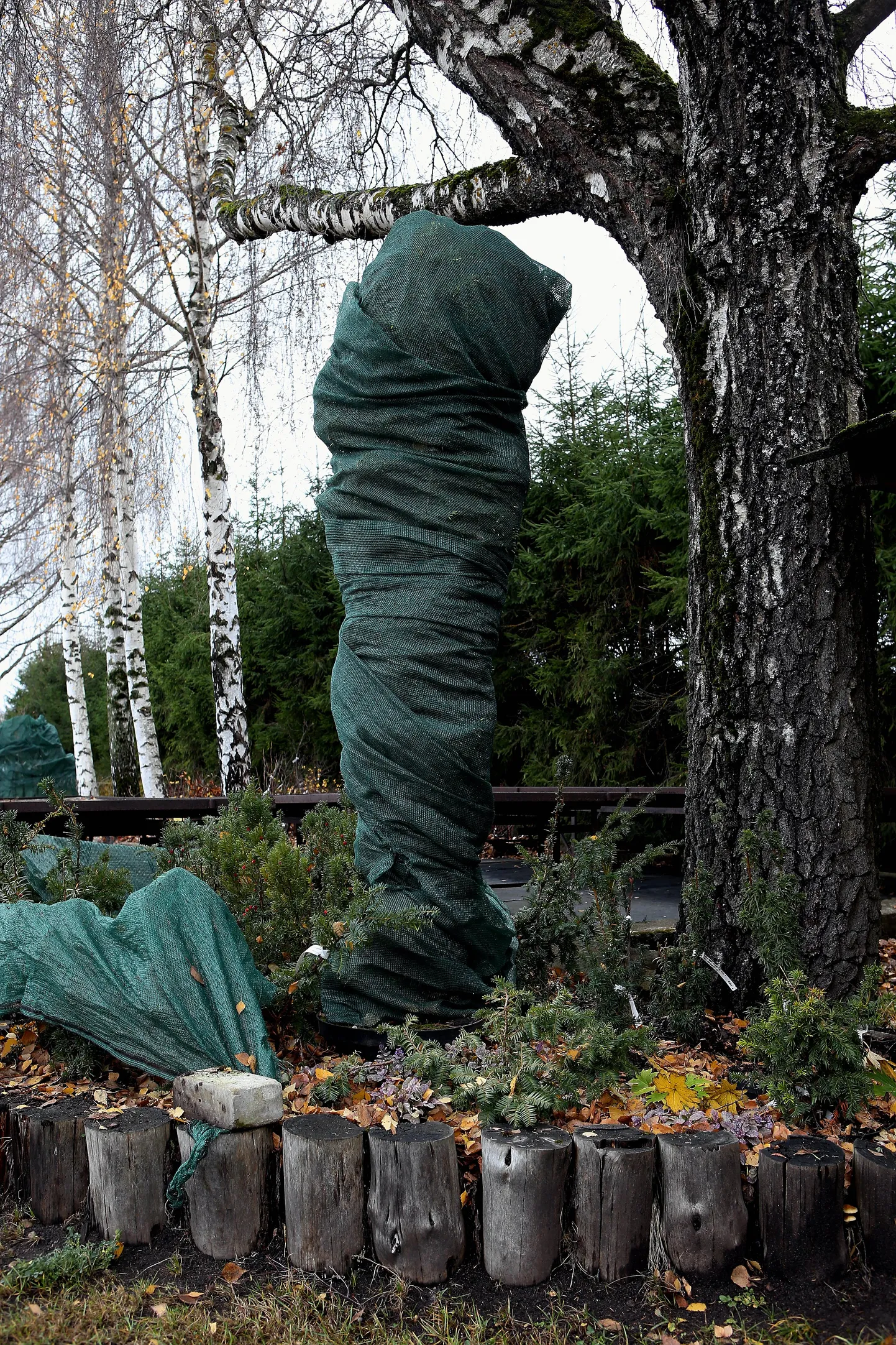 Liiga varane ja ka liiga rohke taimede katmine loob seenhaigustele ...