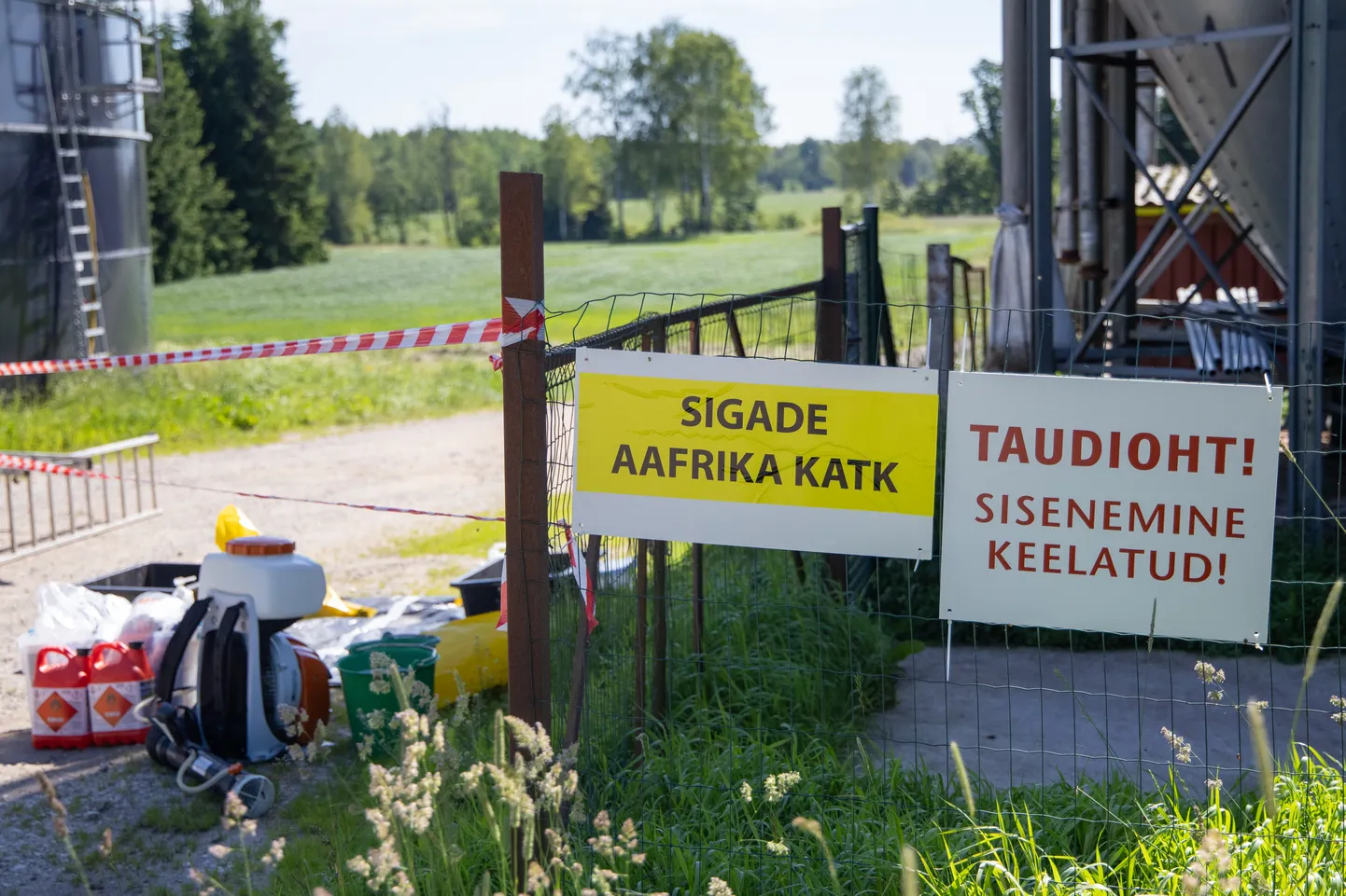 Viljandimaal tuvastati sigade Aafrika katk 4500 seaga farmis