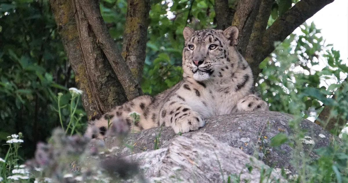 FOTOD Vaata, kuidas Tallinna loomaaia lumeleopard hambaarstil käis