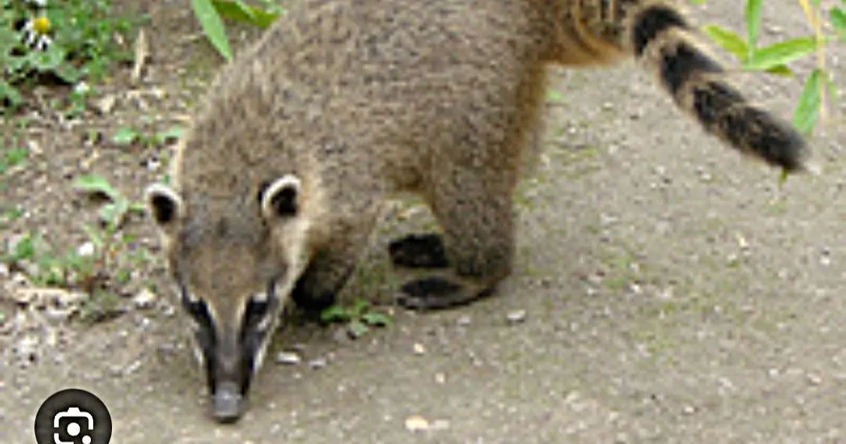 Aedikust põgenenud ninakaru Kati seiklus lõppes õnnelikult