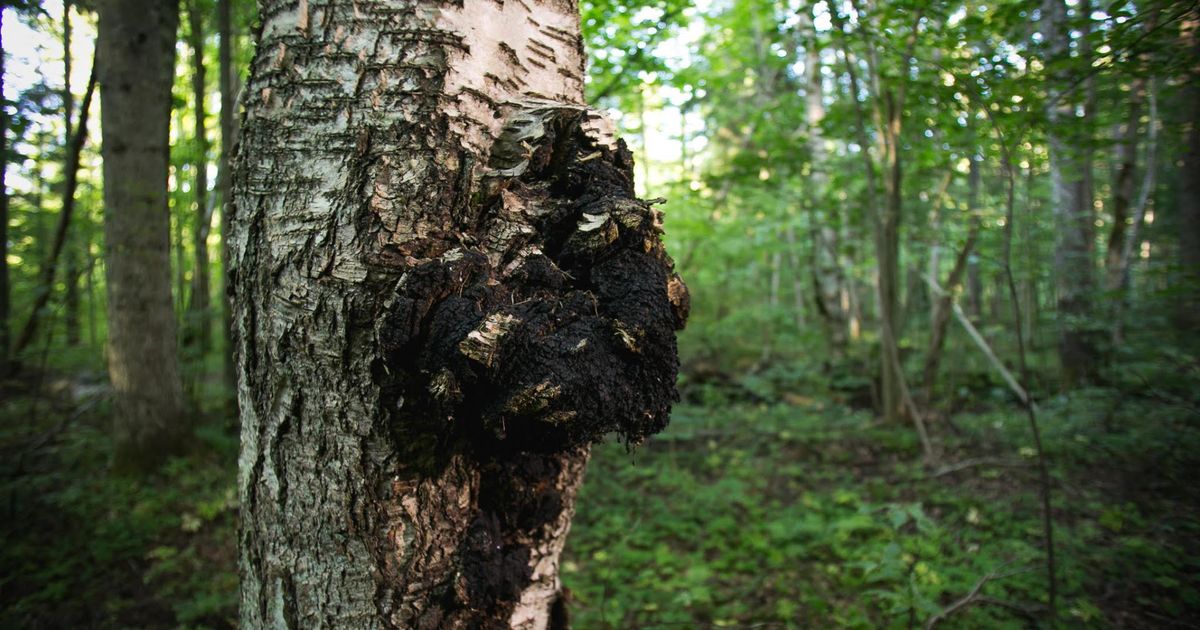 Pässiku kasvatamine paneb kasepuu raha teenima - Maa Elu