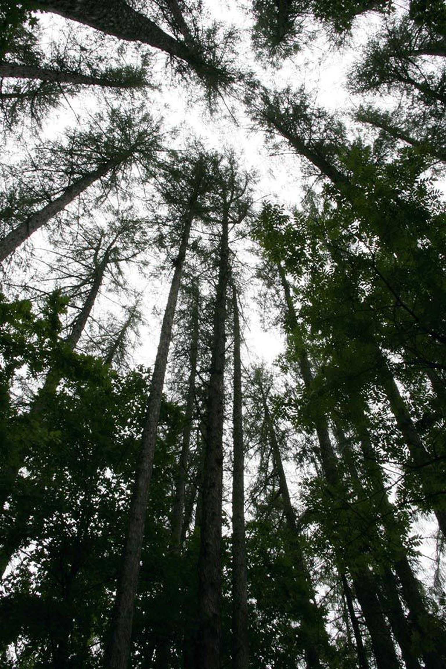Eesti kõrgeim puu kasvab Loodis