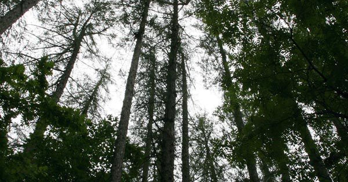 Eesti kõrgeim puu kasvab Loodis