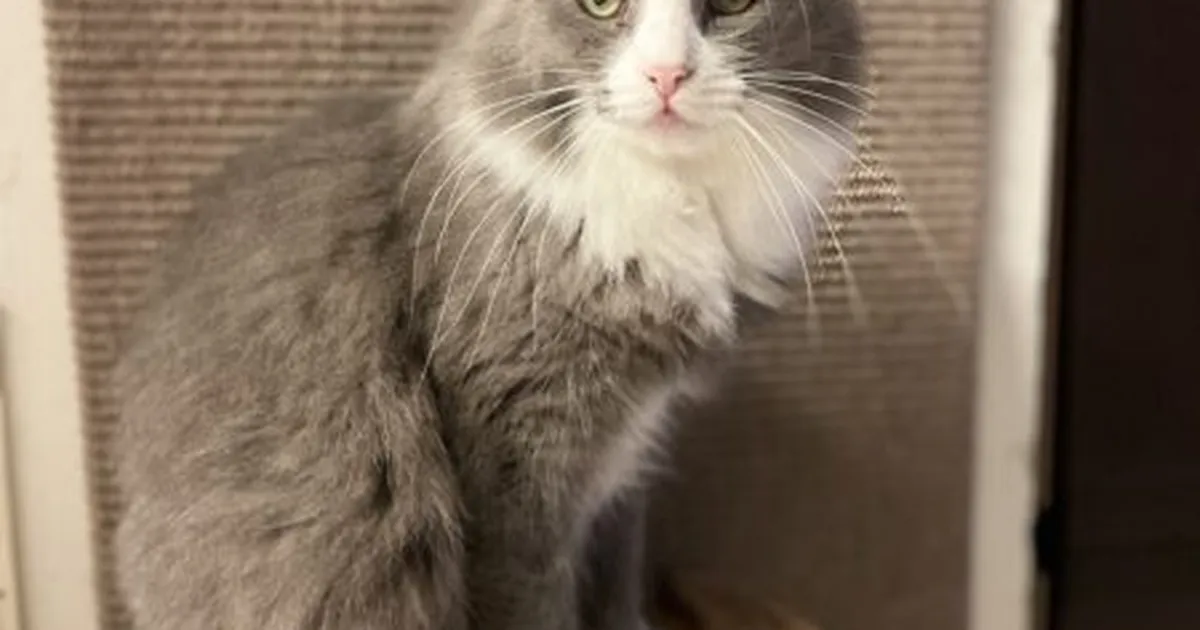 PÄEVAKÄPP Hurmur Talisman otsib oma kodukest