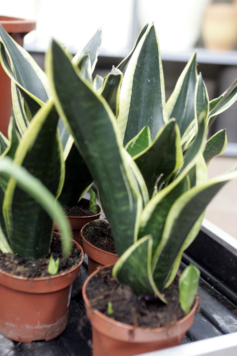 Kolm toataime, mis tagavad parema ööune - Toas - Kodu