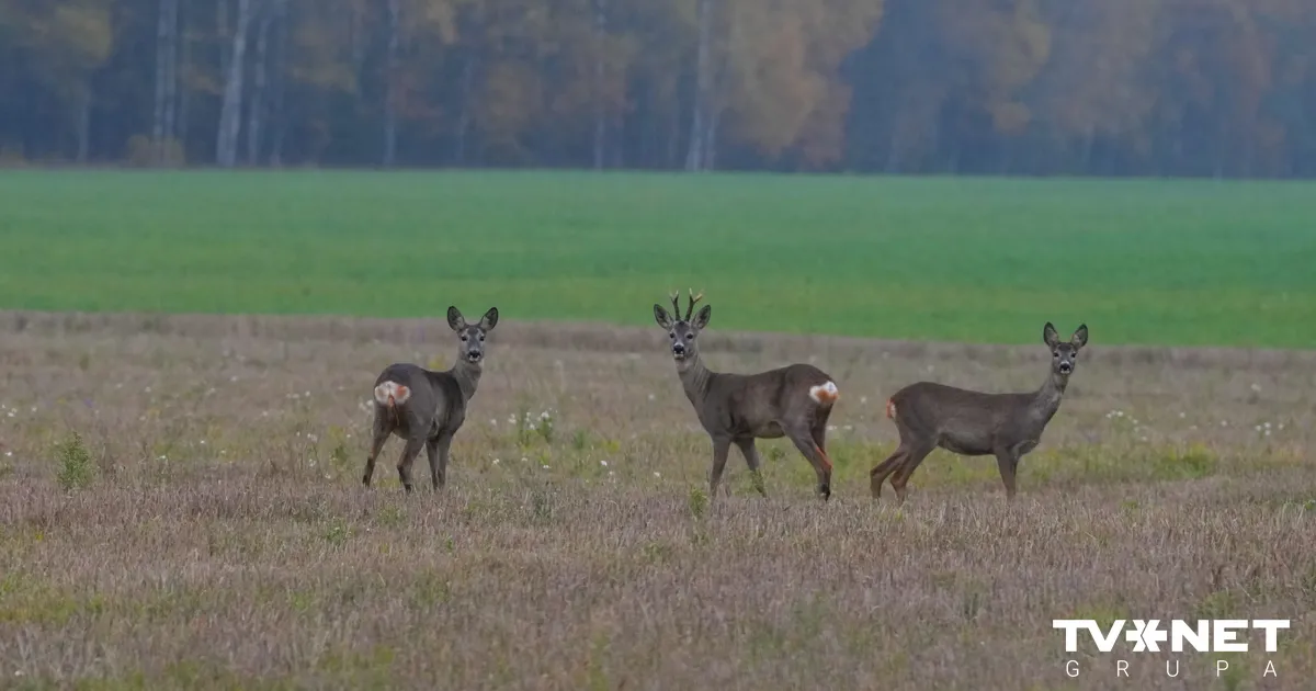 Latvijā sākas stirnu āžu medību sezona