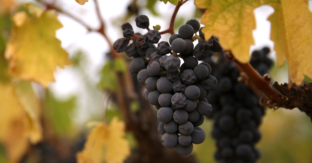 Arheoloogid leidsid maailma vanimaid tõendeid veini valmistamise kohta