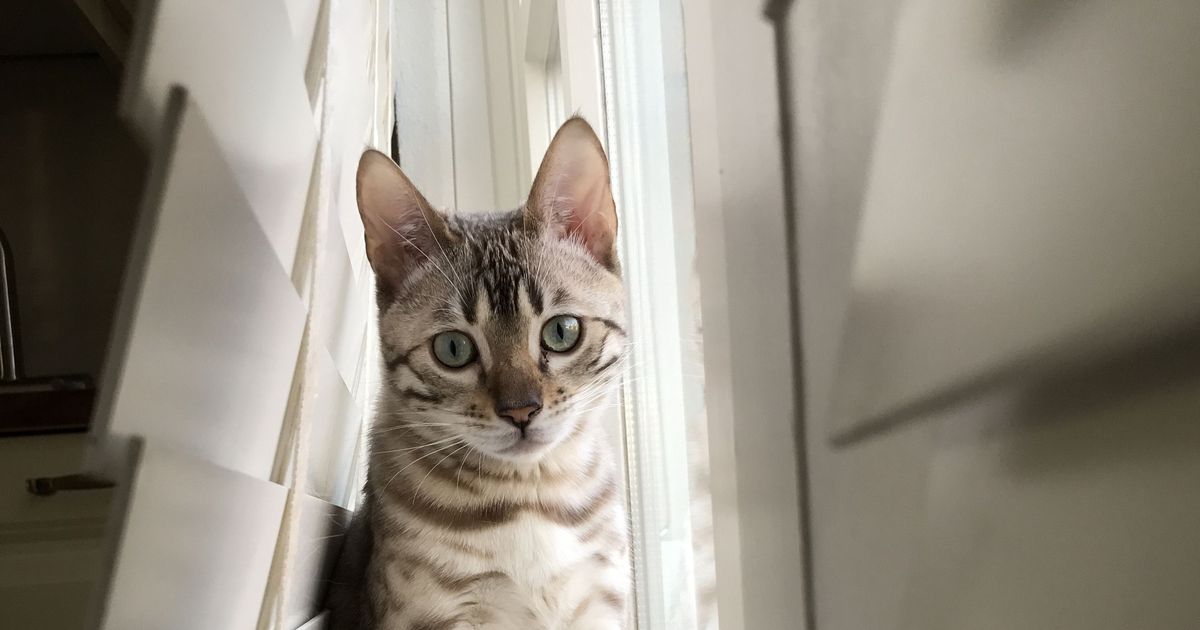 Viis olulist märki, et kassi võib vaevata tõsine neeruhaigus